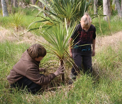 Building careers and aspirations at Matakohe School – Education Gazette