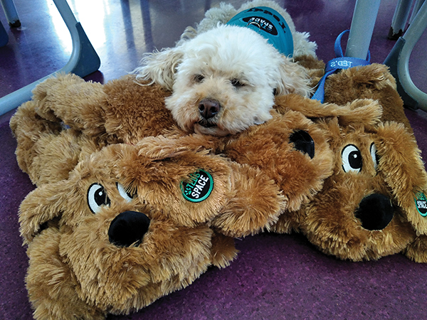 Friends fur-ever: The therapy programme supporting tamariki through ...